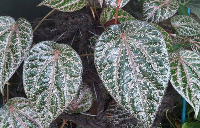 daun sirih merah khasiatnya - Virginia Berry